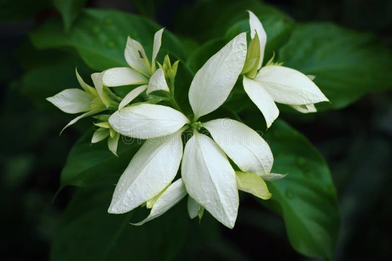 White Mussaenda Flower with Green Leaves Background Stock Photo - Image ...