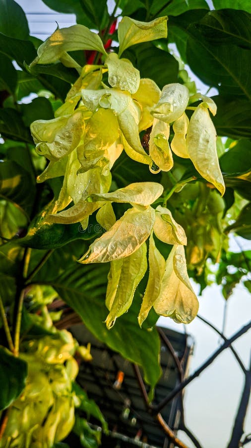 White Mussaenda Flowers that Rain in the Morning Stock Image - Image of ...