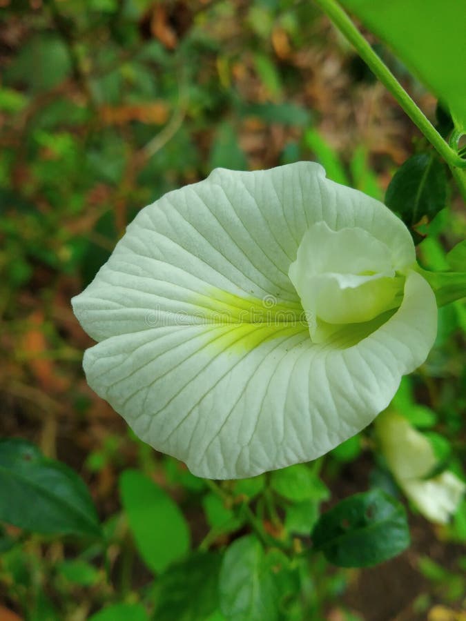 Shell Creeper Flower stock image. Image of blossoms, petals - 30821969