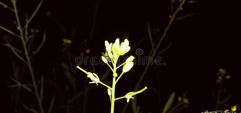 A White Mustard Flower or India Stock Image - Image of mustard, india ...