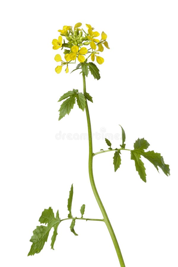 White Mustard, Sinapis Plant on the Field Stock Photo - Image of yellow ...