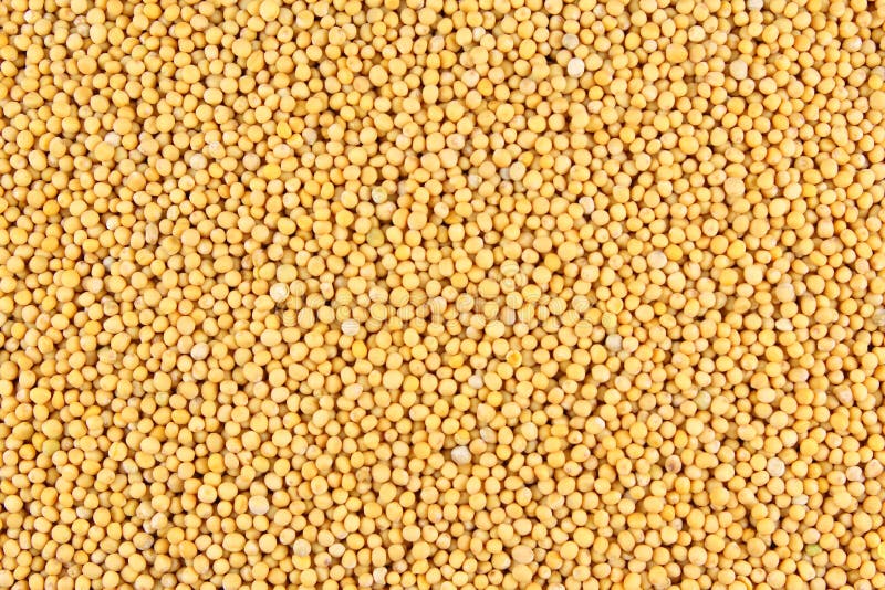 White Mustard Seeds Closeup Food Background Texture Stock Photo - Image ...