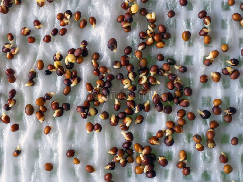 White Mustard Seeds Sprouting on Wet Kitchen Roll Stock Photo - Image ...