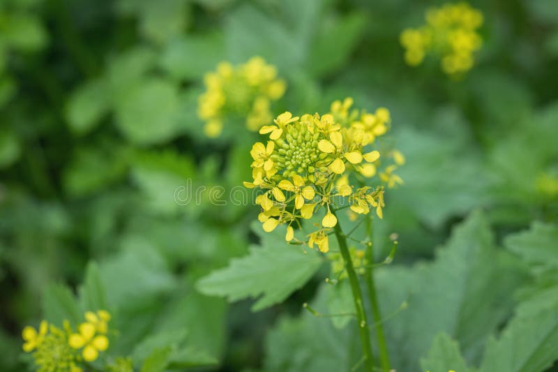 White Mustard (Sinapis Alba) in Bloom. Stock Photo - Image of herb ...