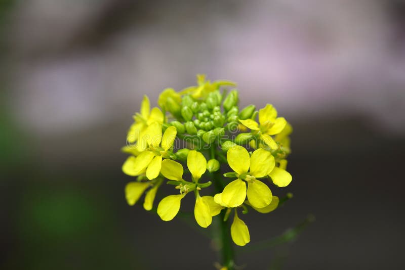 White Mustard (Sinapis Alba) Stock Image - Image of botany, beautiful ...