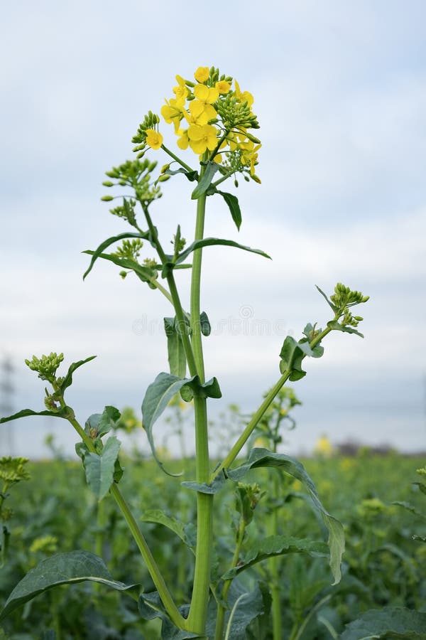 White Mustard, Sinapis Plant on the Field Stock Photo - Image of alba ...
