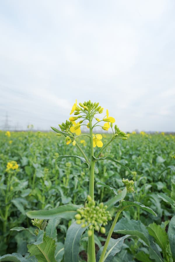 White Mustard, Sinapis Plant on the Field Stock Image - Image of meadow ...