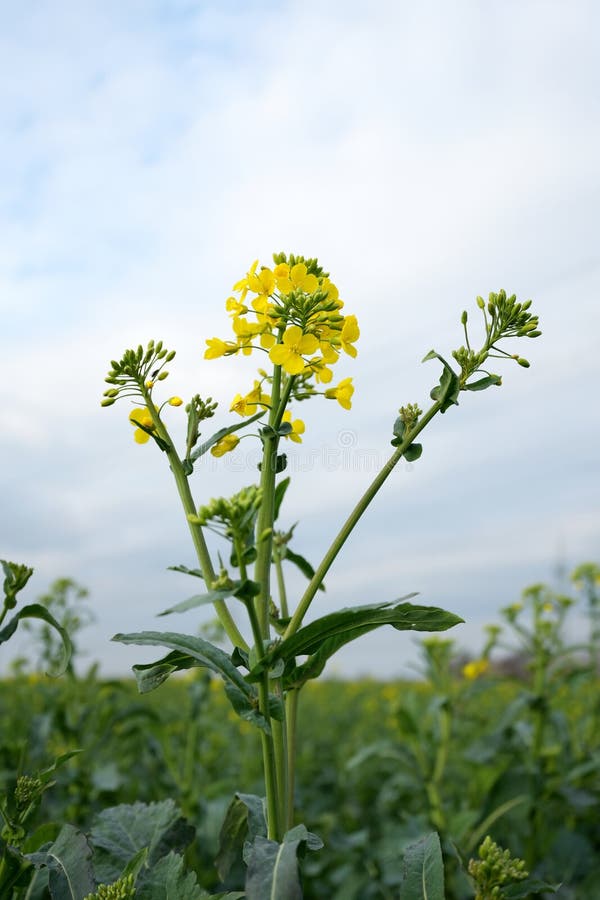 White Mustard, Sinapis Plant on the Field Stock Image - Image of ...