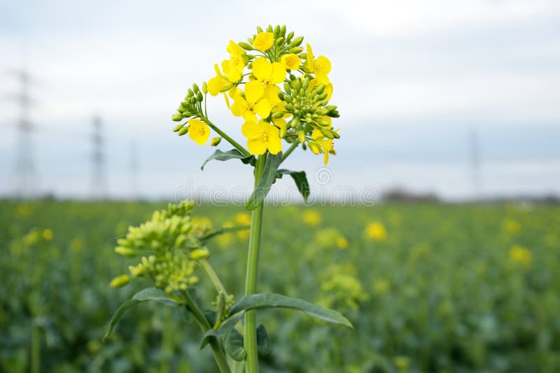 White Mustard, Sinapis Plant on the Field Stock Photo - Image of crop ...