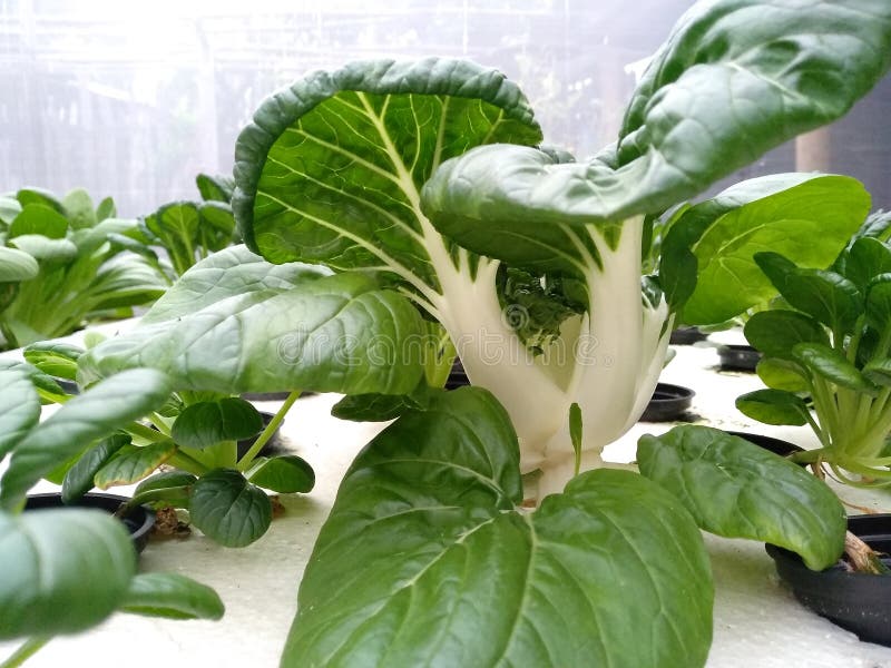 White Mustard Vegetables in Hydroponic Systems Stock Photo - Image of ...