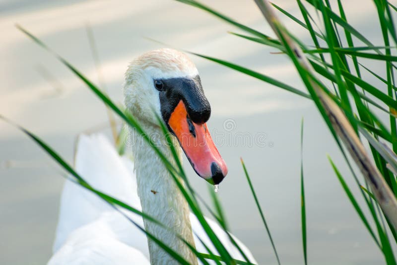Swan Behind Fireweed Along the Canal Stock Photo - Image of nature ...