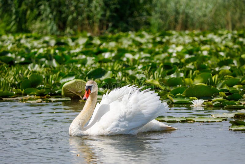 White Mute Swan in the Wilderness of the Danube Delta in Romania Stock ...