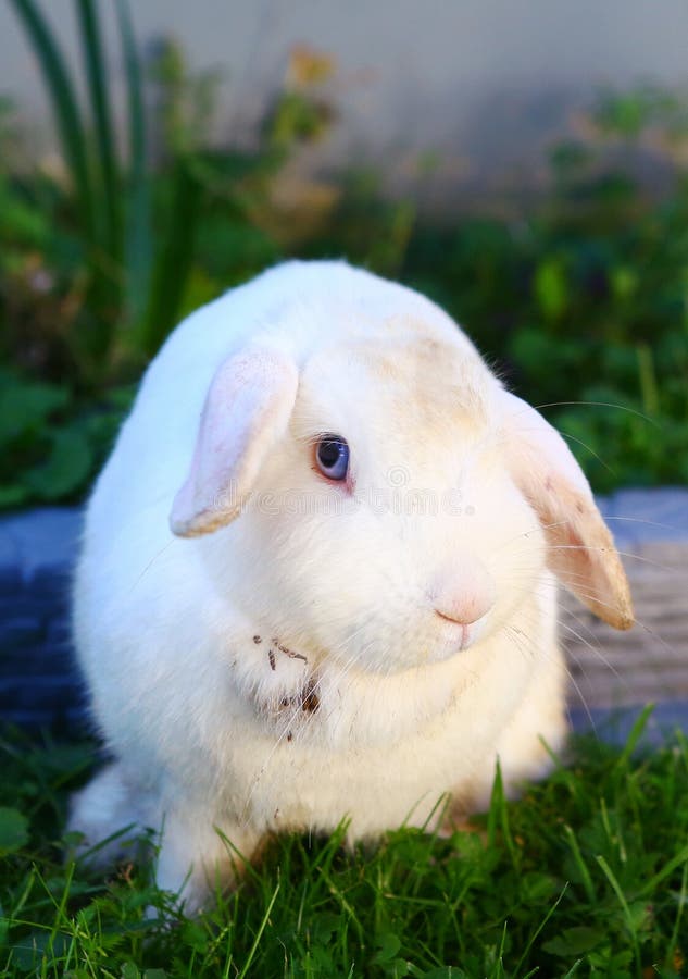 White Mutton Breed Rabbit Close Up Photo Stock Photos - Free & Royalty ...
