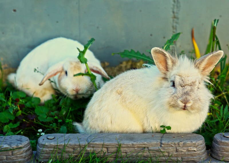 White Mutton Breed Rabbit Close Up Photo Stock Photos - Free & Royalty ...