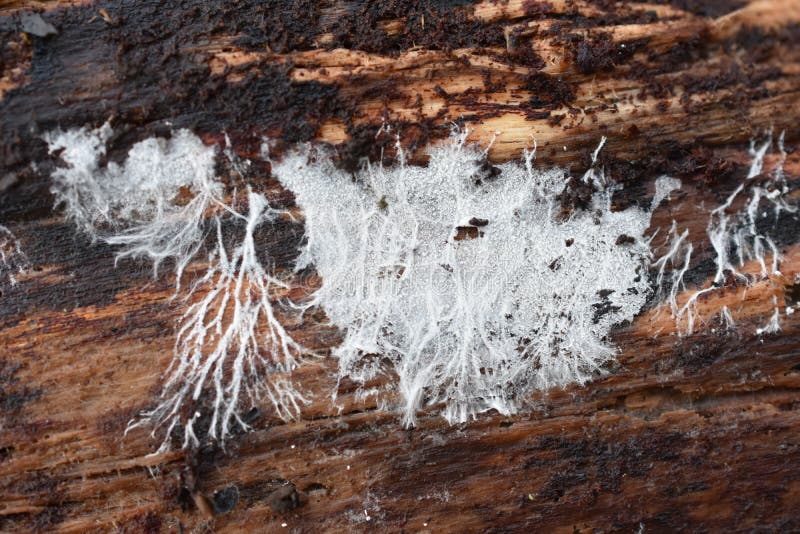 White Mycelium Growing on Old Tree Trunk Stock Image - Image of ...