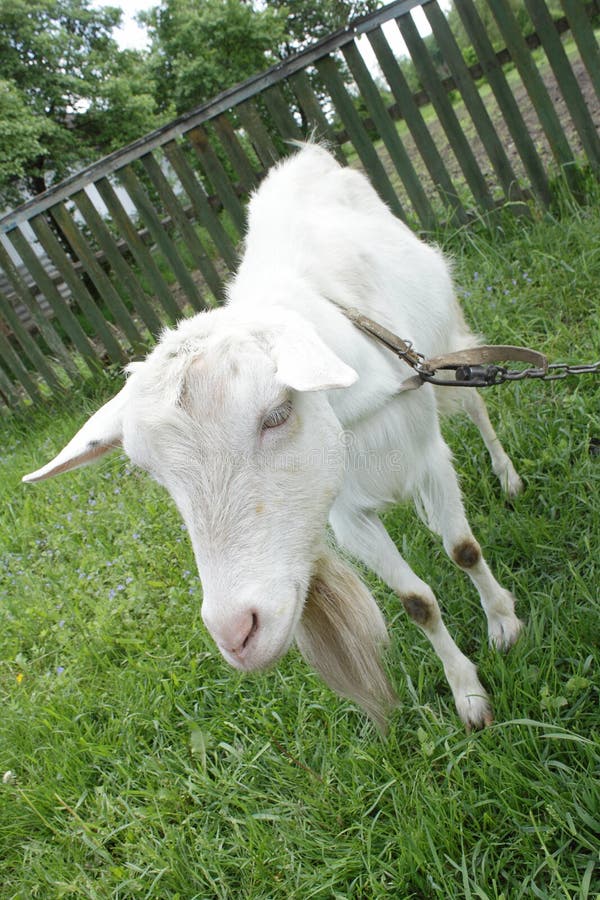 White nanny goat stock photo. Image of furry, domestic - 14360474