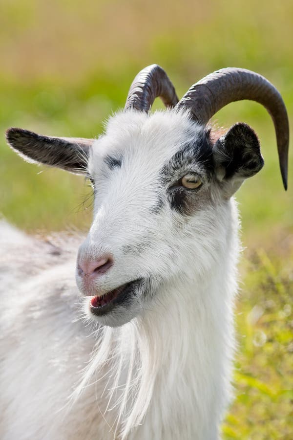 White nanny goat stock image. Image of summer, meadow - 10402413
