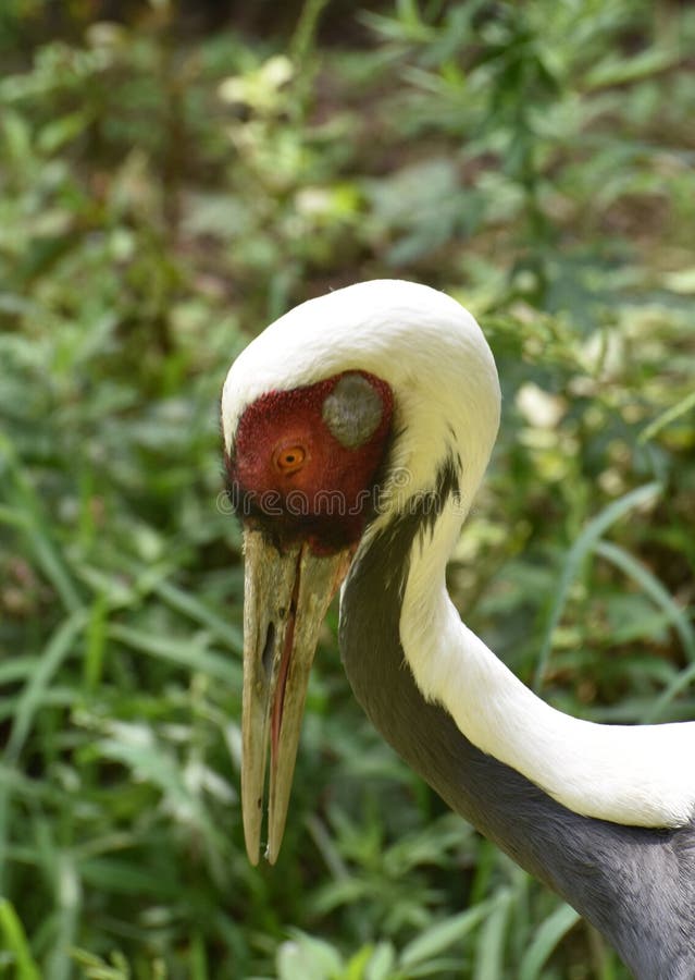 White Naped Crane with His Long Bill Slightly Open Stock Photo - Image ...