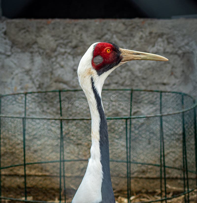 White Naped Crane Standing Tall Zoo Enclosure Stock Photos - Free ...
