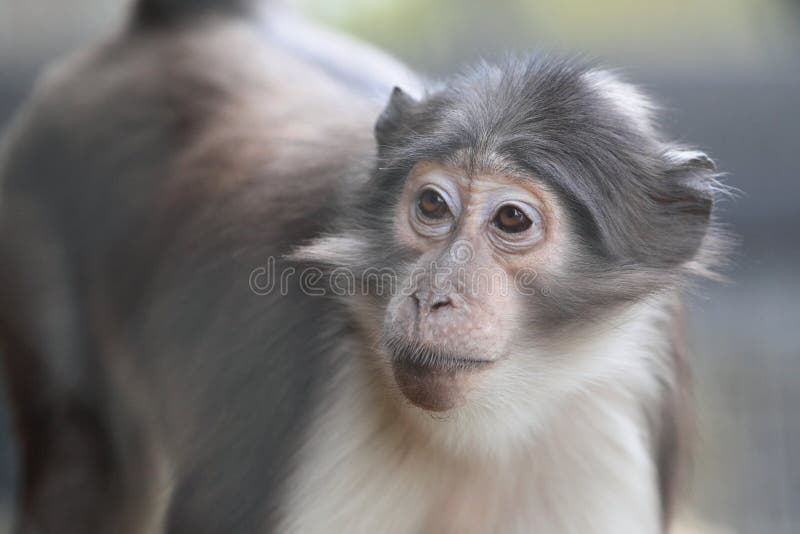 White-naped mangabey stock image. Image of primate, sooty - 31046519