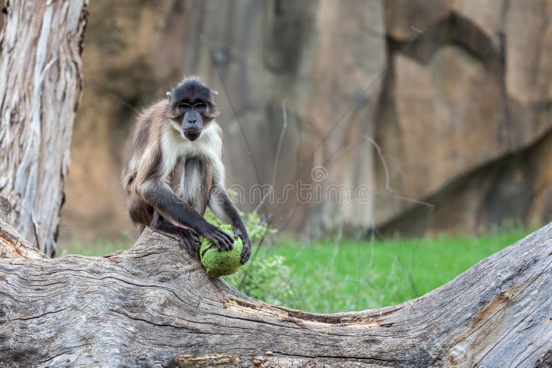 White Naped Mangabey (Landscape) Stock Image - Image of cherrycrowned ...