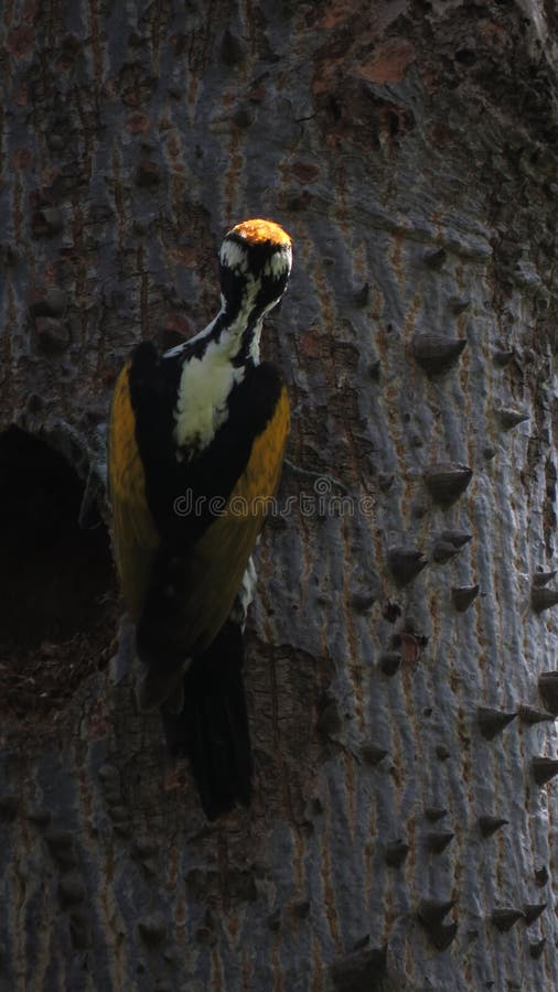 White naped wood packer stock photo. Image of wood, white - 130288320