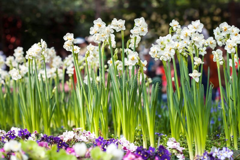 White Narciss Flower in Narciss Flowers Stock Photo - Image of nature ...