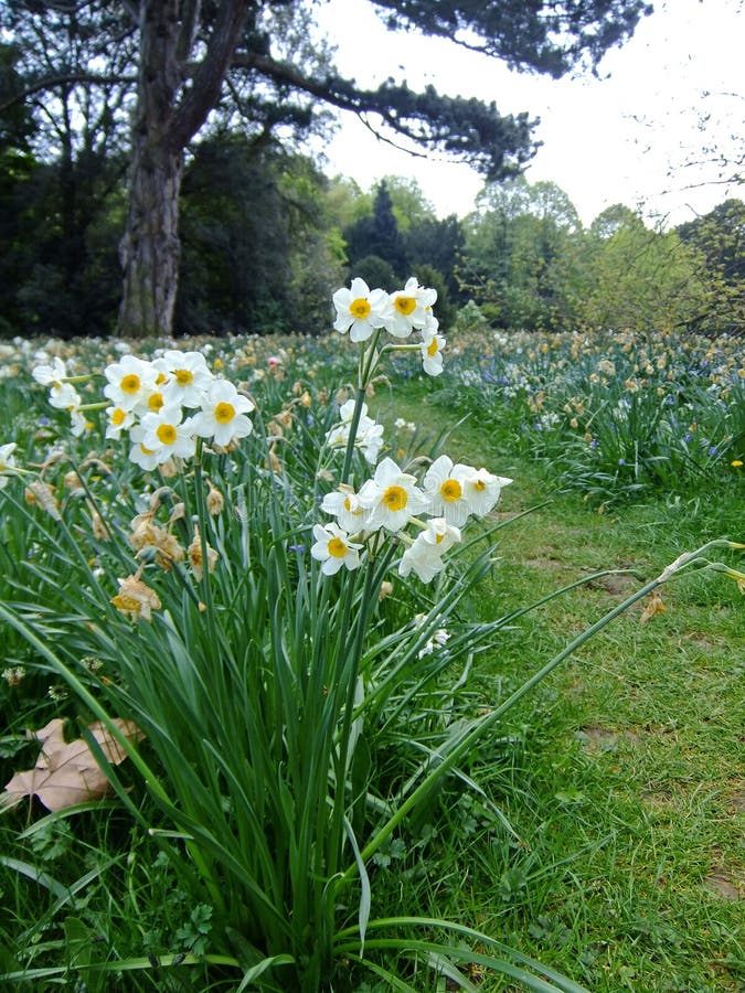 Paperwhite Narcissus stock photo. Image of white, springtime - 121027390