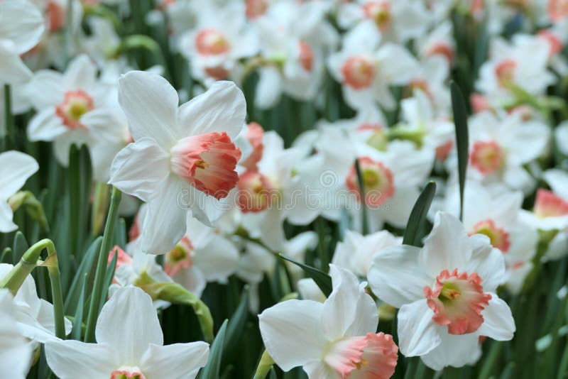 White Narcissus (Pink Parasol Daffodil Stock Image - Image of leaves ...