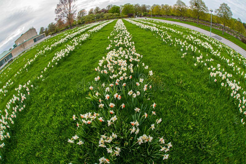 White Narcissus Pseudonarcissus, Wild Daffodil, in a Field at Sunset ...