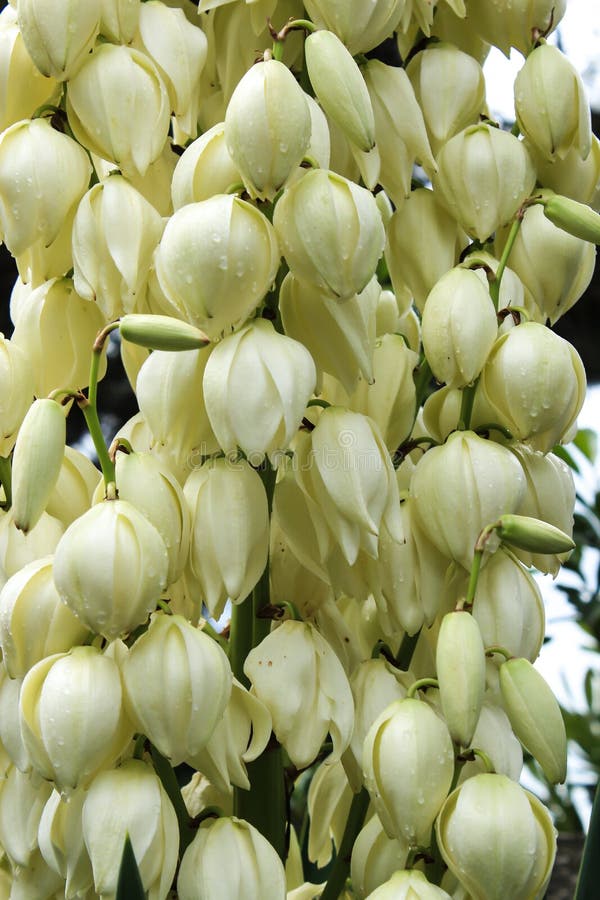 White Native Australian Yucca Flowers Stock Image - Image of white ...
