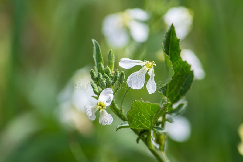White native flower stock photo. Image of australian - 97170366