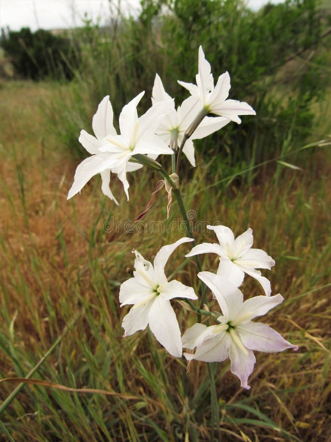 White Native Lilly of the Valley in Chile Stock Image - Image of leaves ...