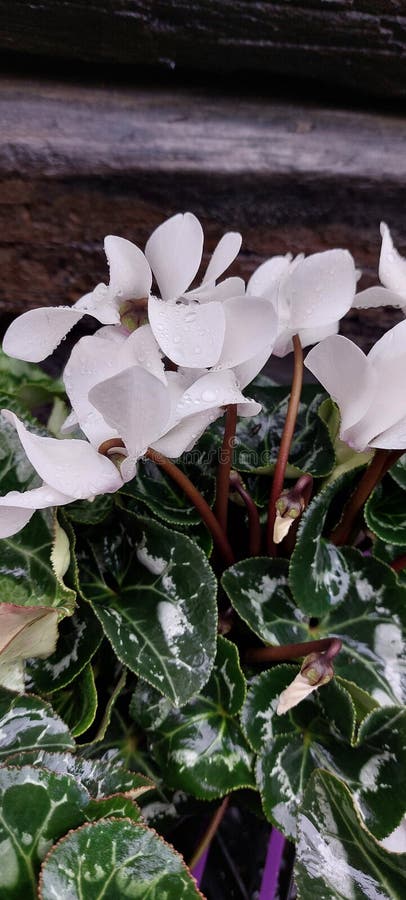 White Cyclamen flower stock image. Image of jungle, tree - 197324361
