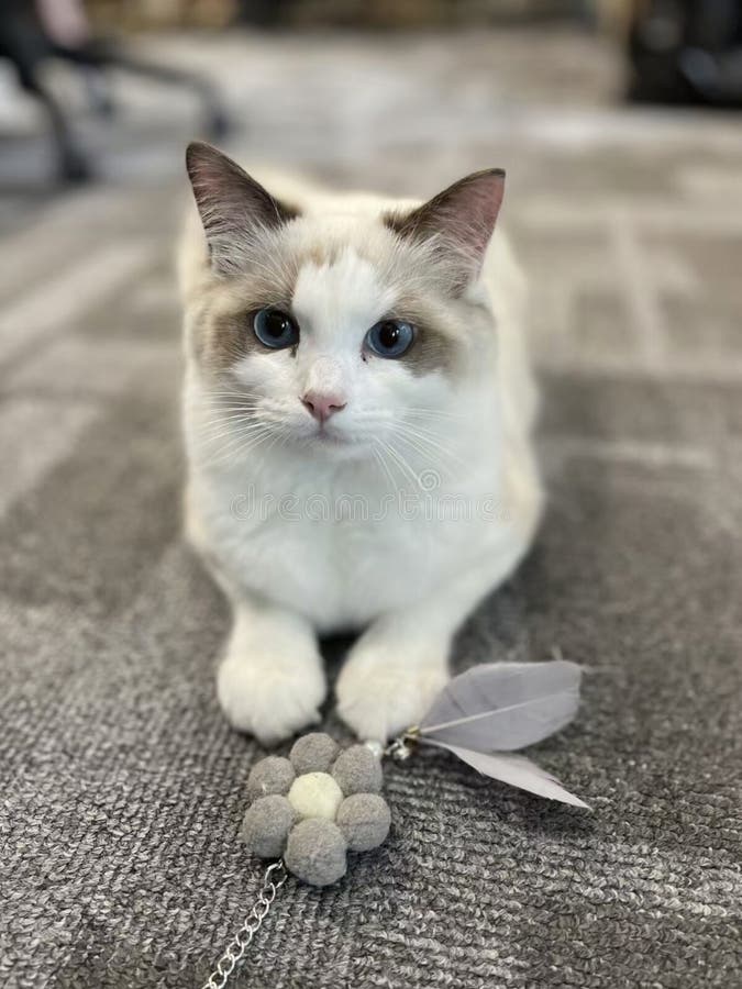 White naughty cat stock image. Image of stare, cute - 233253813