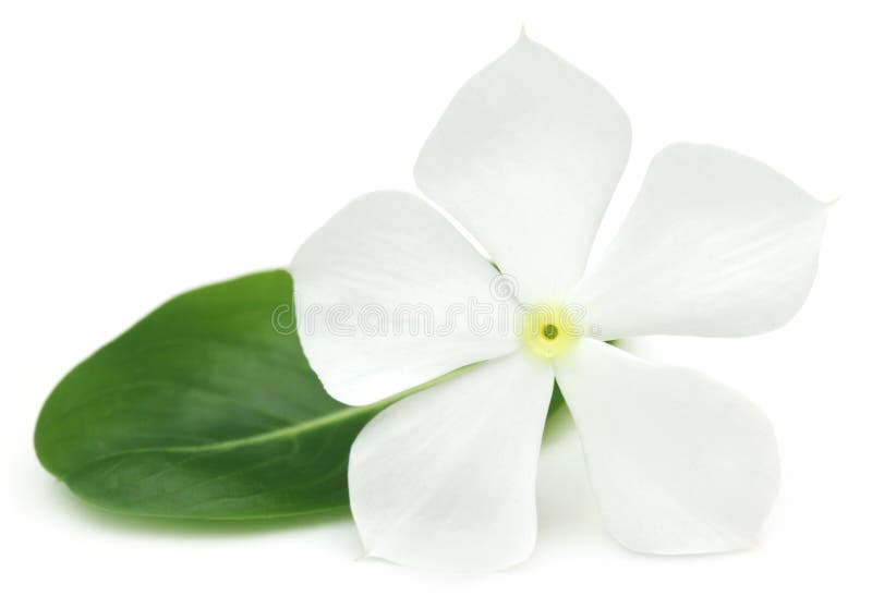 White Nayantara or Catharanthus Roseus Stock Photo - Image of leaves ...