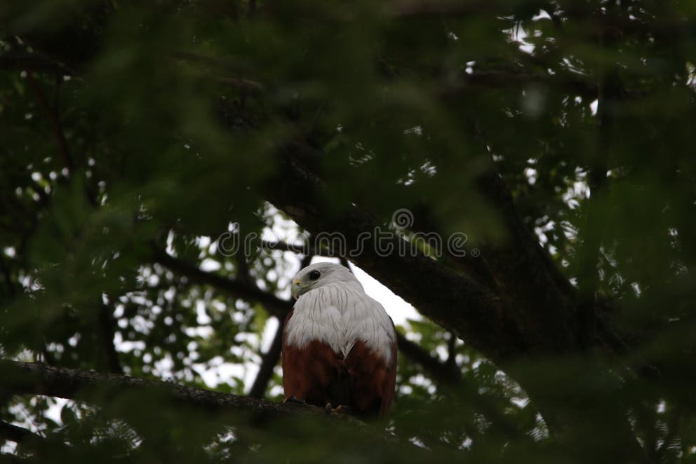 White neck eagel stock image. Image of wagel, white - 255883371