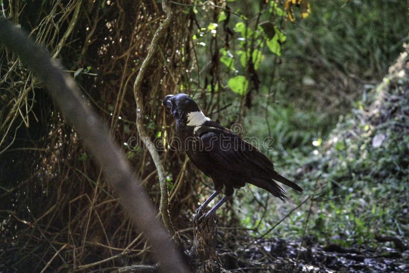 White-necked crow 1 stock photo. Image of wild, albicollis - 262739216
