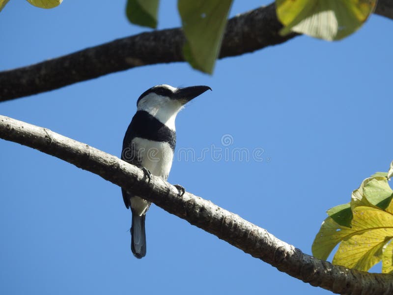 White necked Puff Bird stock image. Image of puff, heat - 304822887