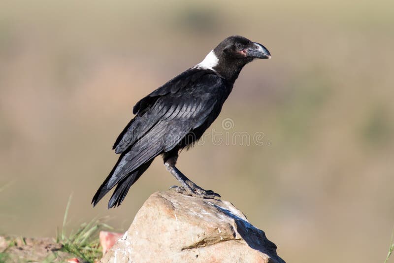 Raven Perching on the Street Electric Pole Cable. Stock Photo - Image ...