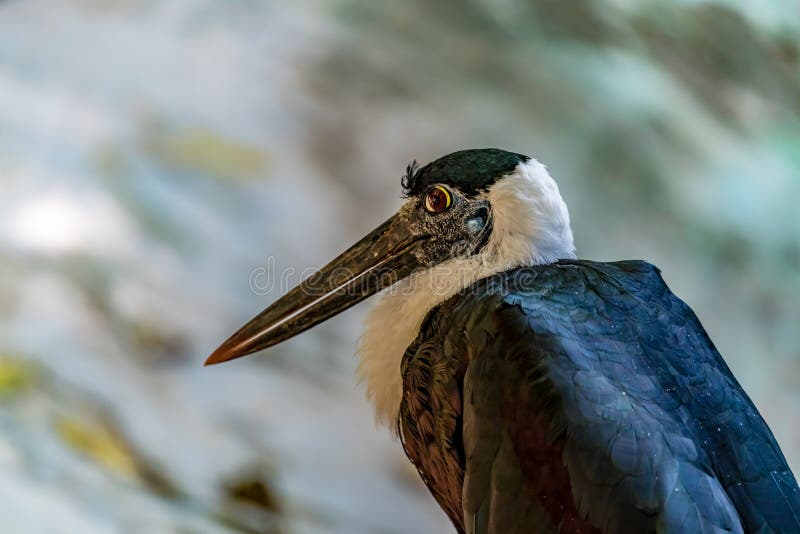 White-necked Stork stock photo. Image of ciconia, wild - 103746276
