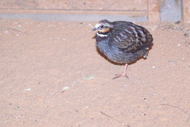 The white partridge stock image. Image of bird, arctic - 37811395