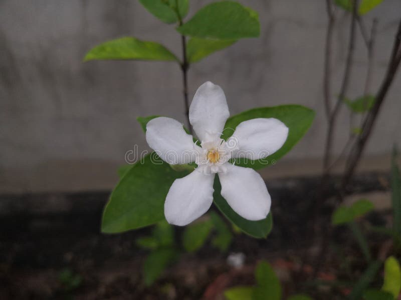 White needle flower stock image. Image of refreshing - 169408933