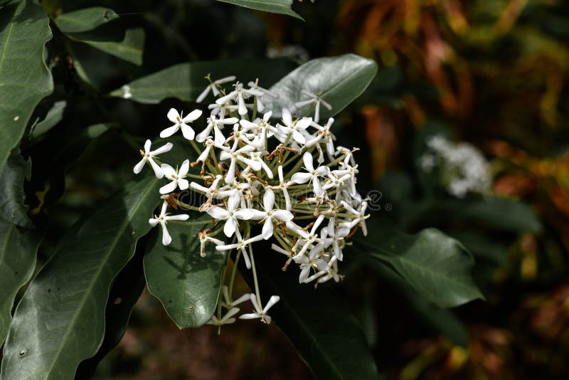 White Needle Flower in the Garden Stock Image - Image of herb, petal ...