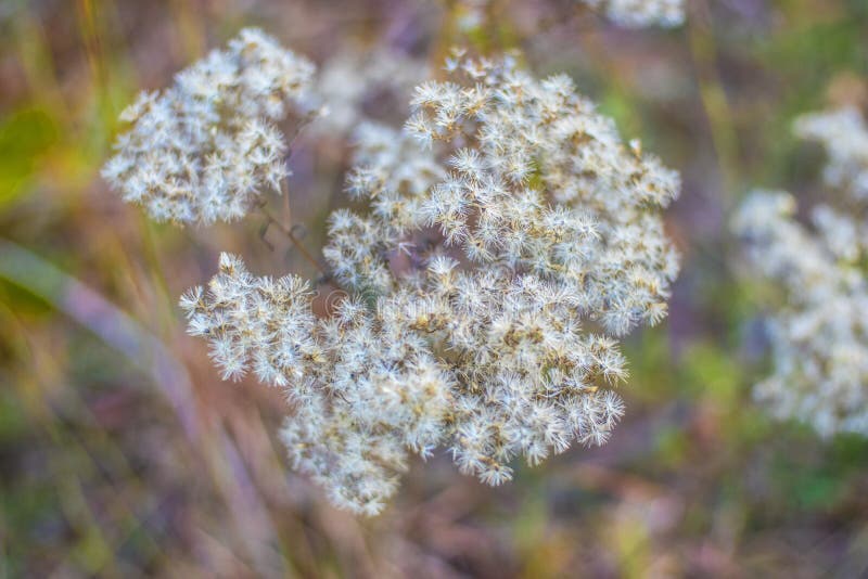 White Needle Flower on the Tree Stock Photo - Image of rendering, wood ...