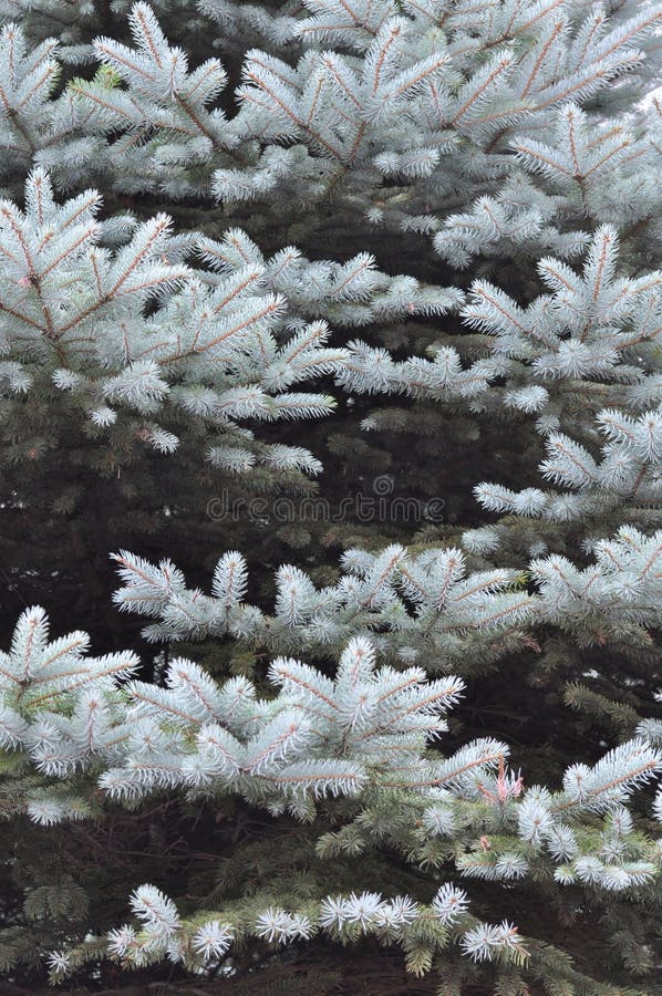 Needle Leaf Pine Tree in Its Natural Environment Stock Photo - Image of ...