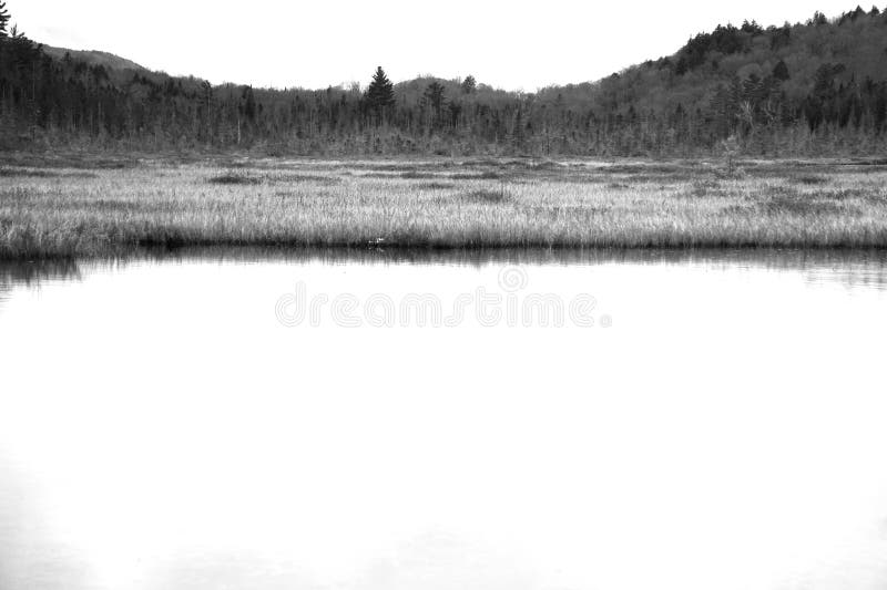 Horizontal Black and White Swamp and Marsh Landscape Stock Photo ...