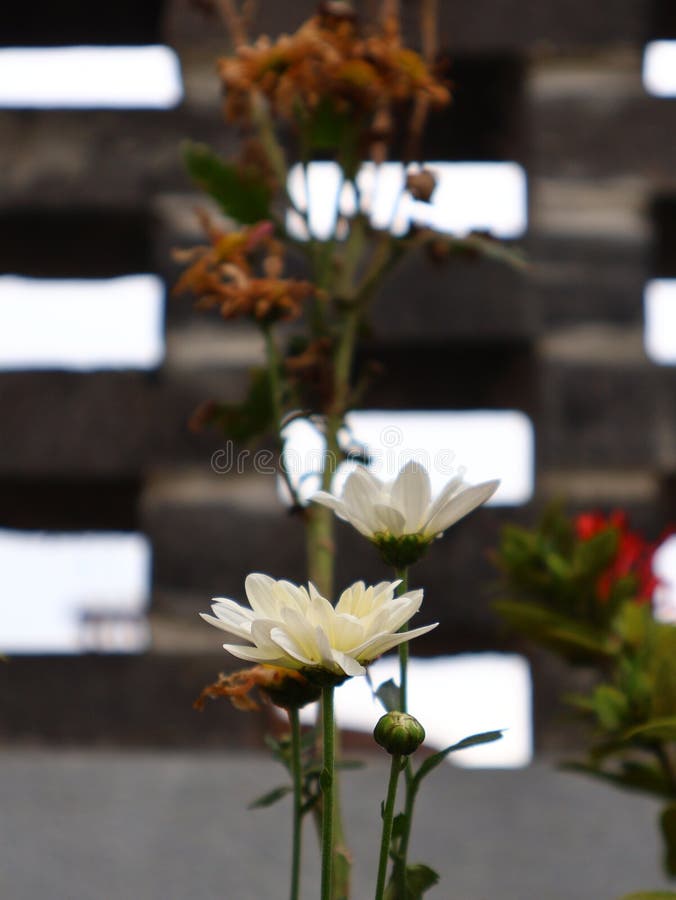 Seroja Flowers Stock Photos - Free & Royalty-Free Stock Photos from ...