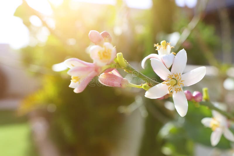 White Neroli Flowers on the Tree in the Garden Stock Photo - Image of ...