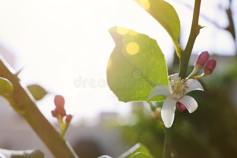 White Neroli Flowers on the Tree in the Garden Stock Photo - Image of ...